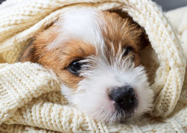 10 Tips to Keep Your Pet Warm This Winter - Atlanta Celebrity News