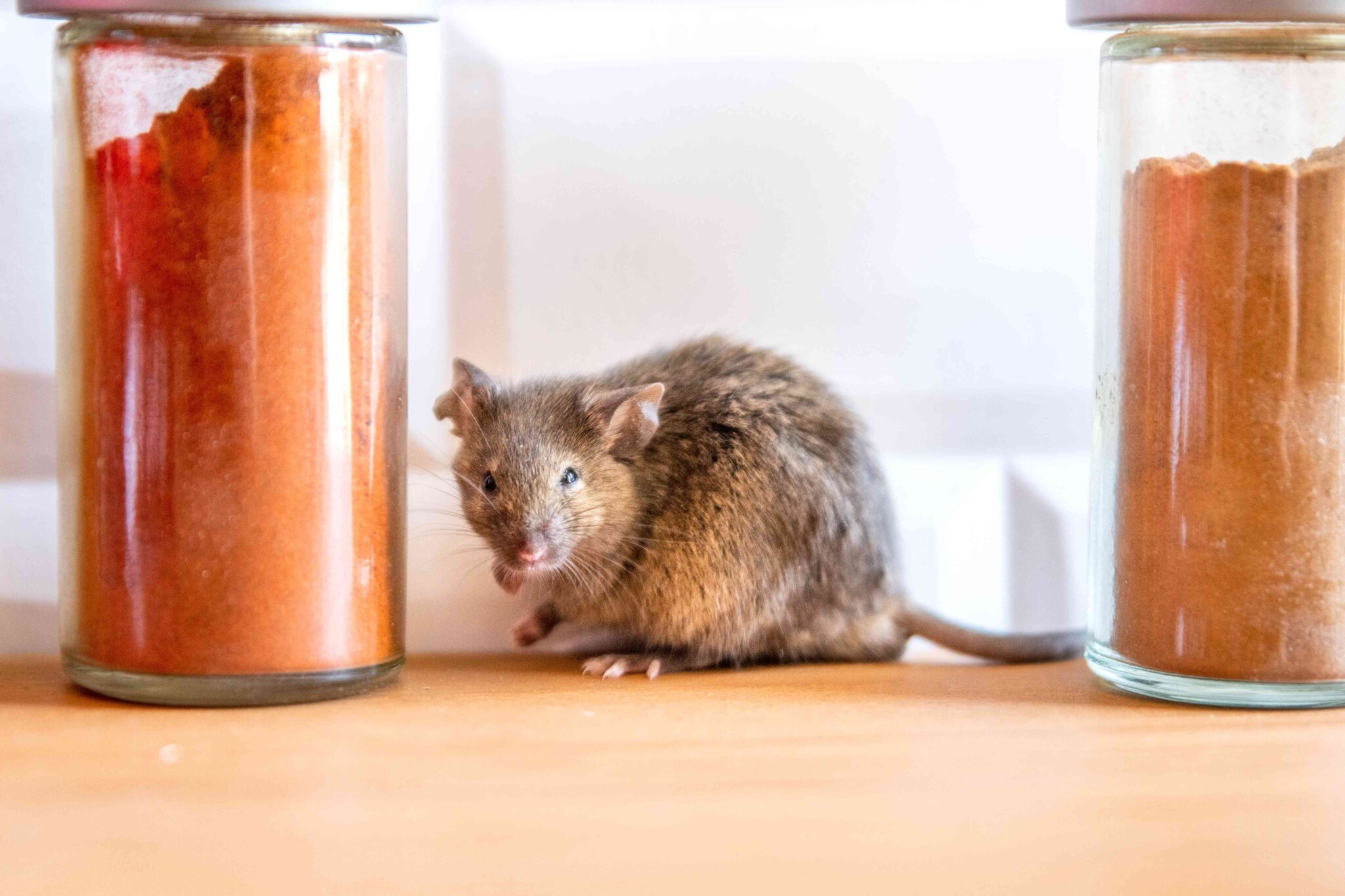 Mouse-Proofing Your Property: Tricks for Keeping Mice Out for Good ...
