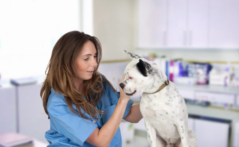 The Importance of Routine Check-Ups for Dogs and Spot Pet Insurance ...