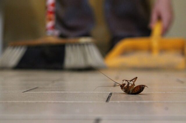 Everything You Need to Know About Cockroaches and How To Keep Them Out ...