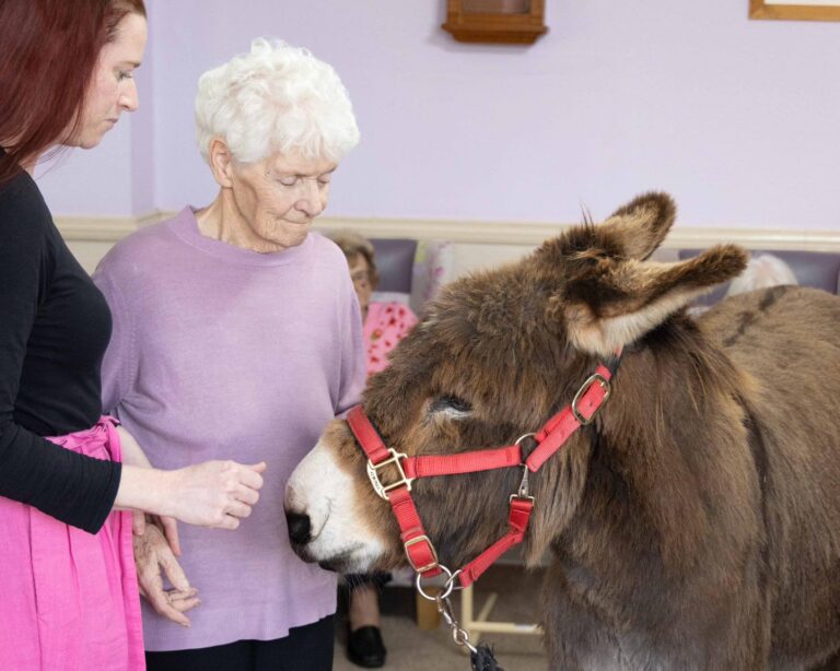 Donkey Dining: Tips for Feeding and Caring for Donkeys - Atlanta ...